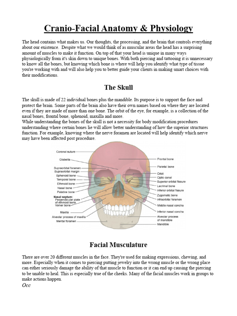 Skull Anatomy | PDF