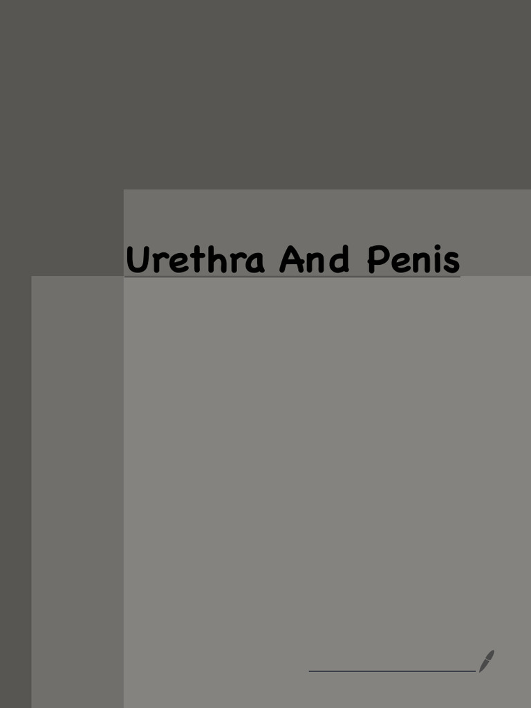 Urethra and Penis | PDF | Urology | Medical Specialties