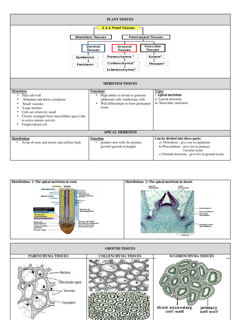 2.3b PLANT TISSUES | PDF | Tissue (Biology) | Plant Stem