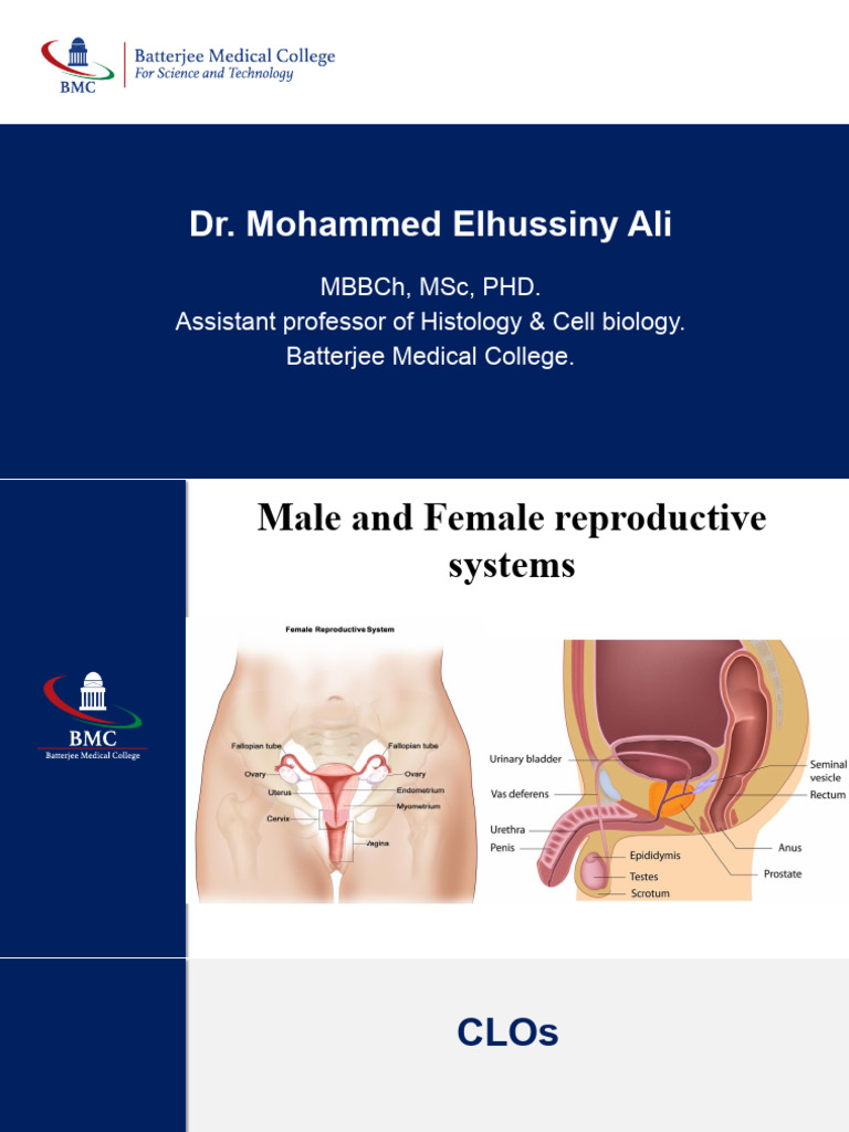 Male and Female Genital Systems 2 | Download Free PDF | Ovary | Uterus