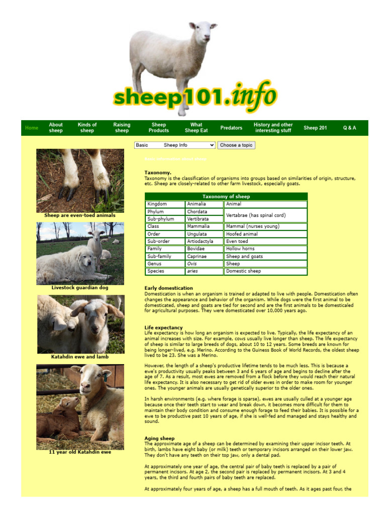 Sheep 101 - Basic Information About Sheep - PDF 1 | PDF | Sheep | Tooth