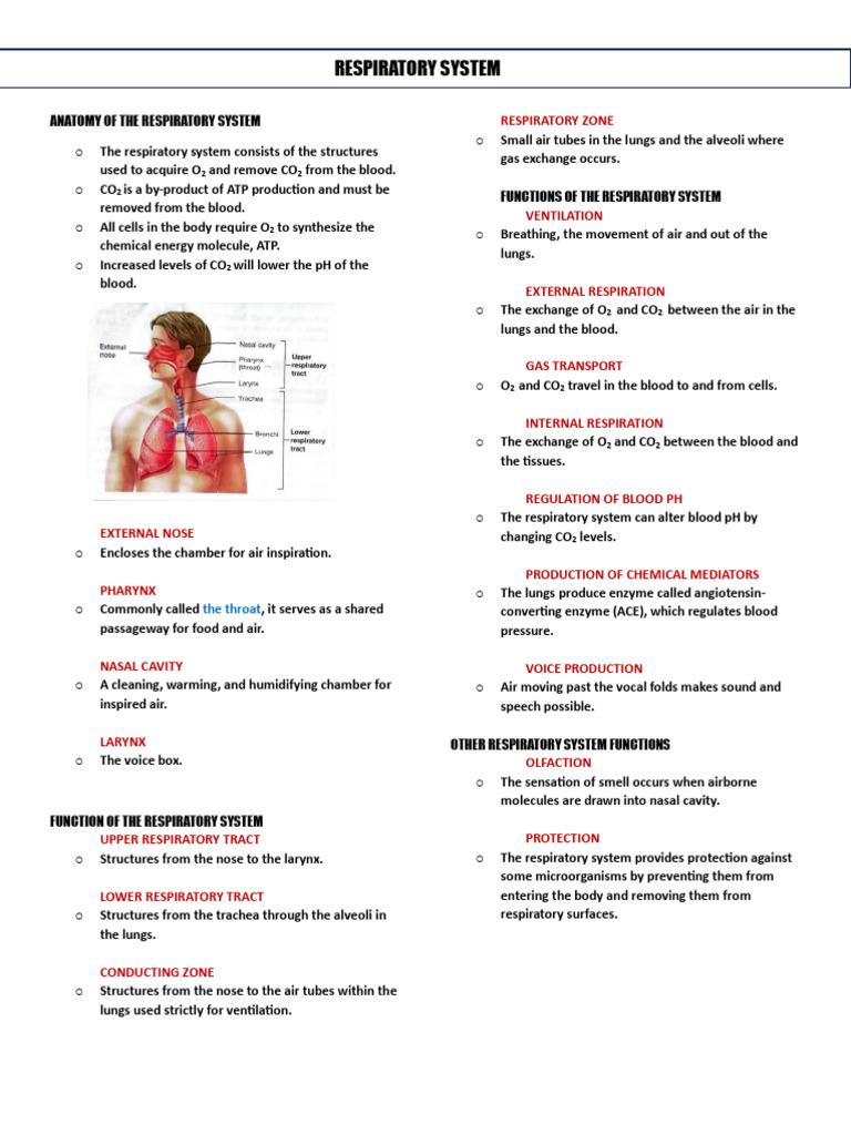 Respiratory System | Download Free PDF | Respiratory Tract | Lung