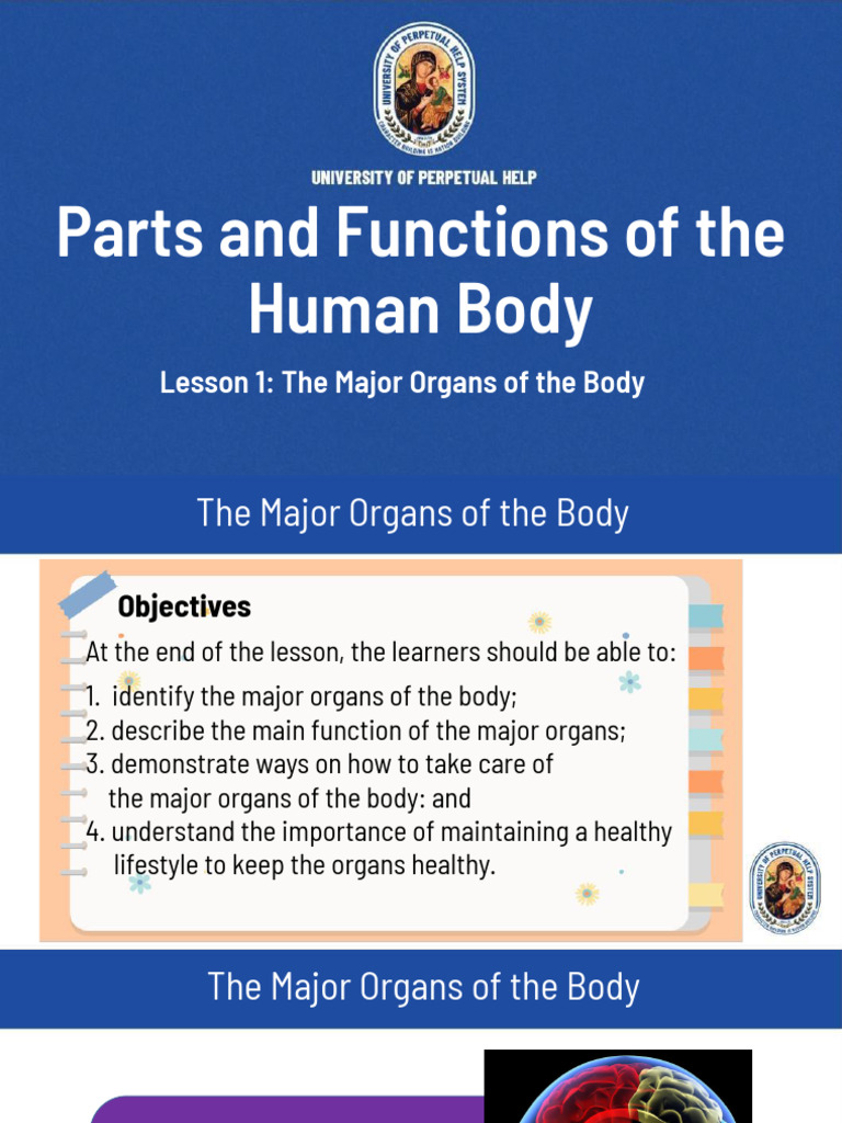 SCIENCE 4 Week1 - Lesson1 - The Major Organs of The Body | PDF | Lung ...