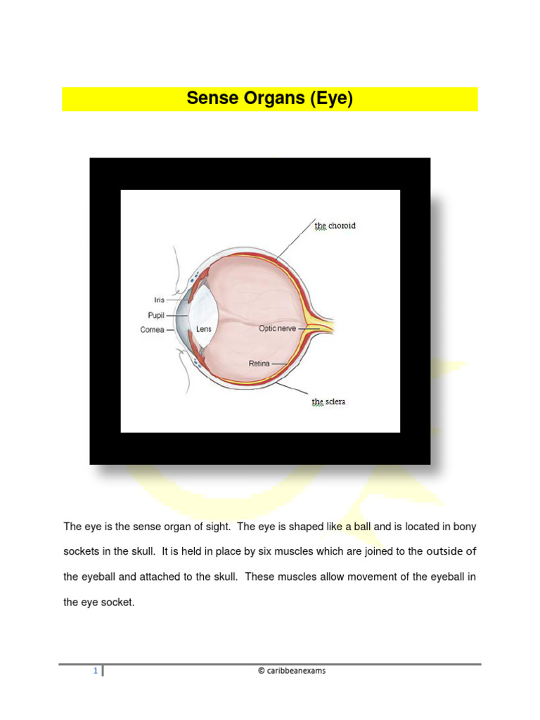 sense organs the eye | PDF | Eye | Optics