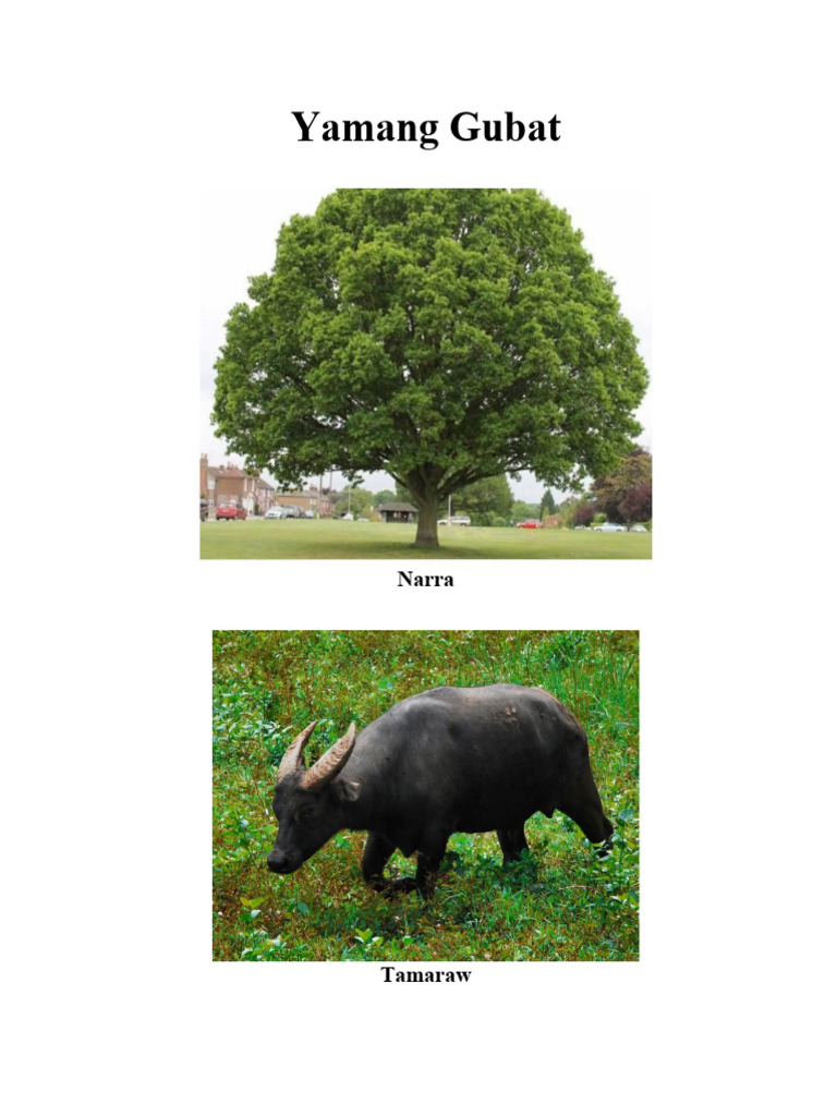Yamang Gubat | PDF