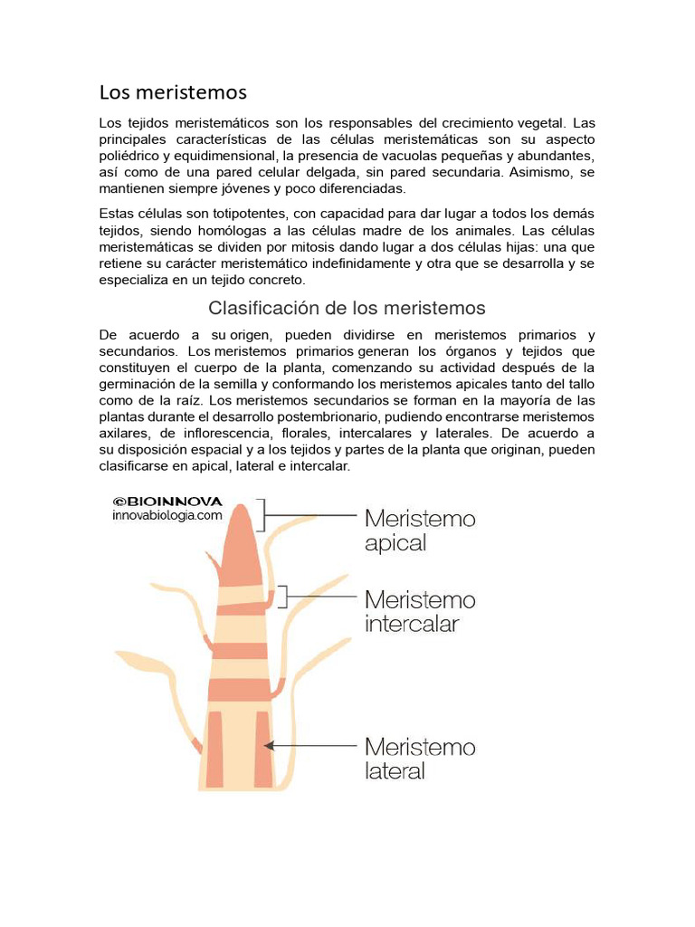 Los Meristemos | PDF | Morfología Vegetal | Ramas de la botánica