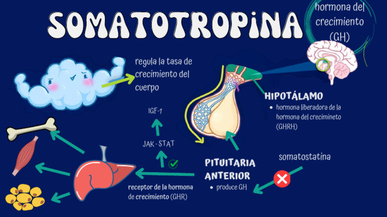 Somatotropina | PDF