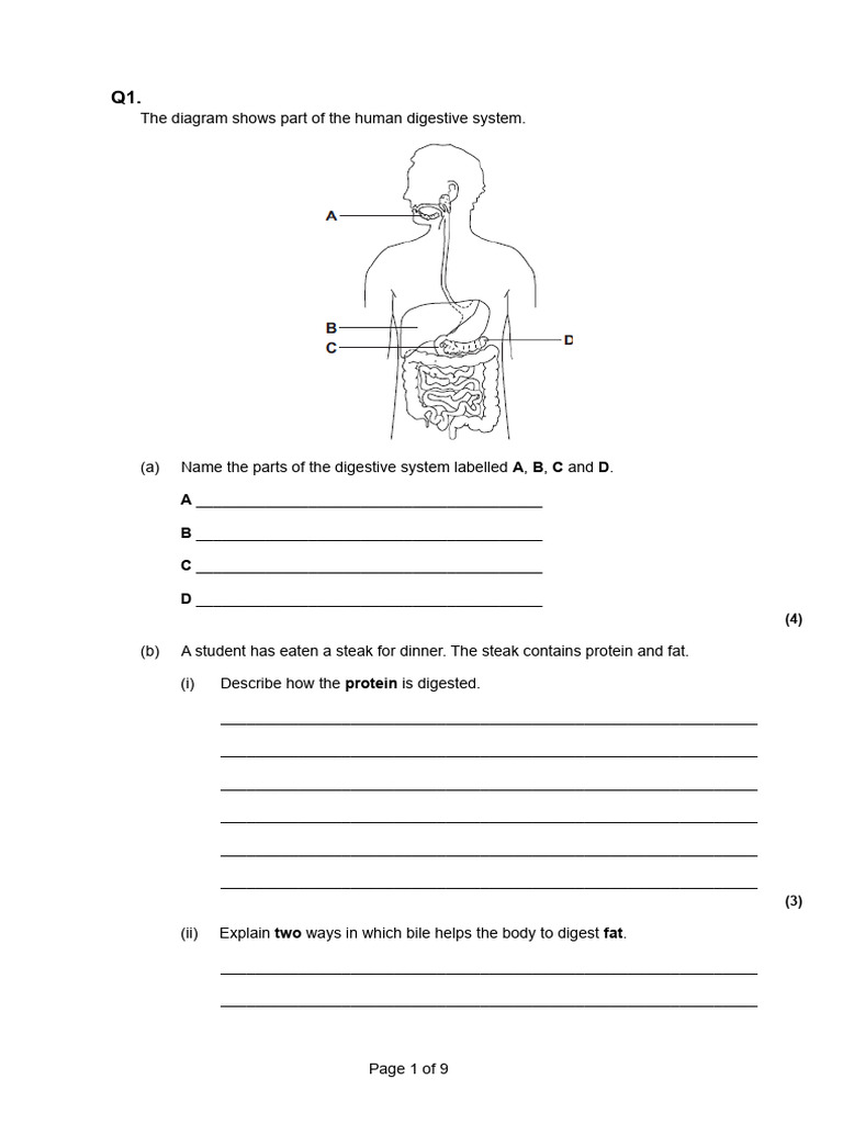 Yr10 Digestive System RP H | PDF | Digestion | Stomach