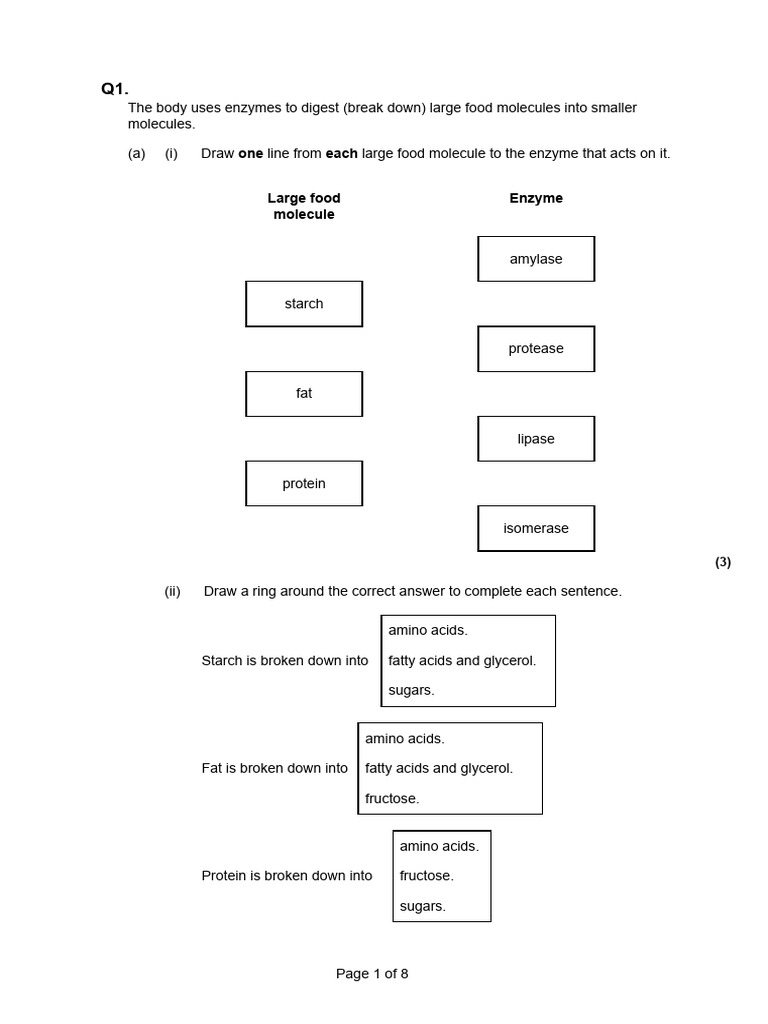 Yr10 Digestive Enzymes RP | PDF