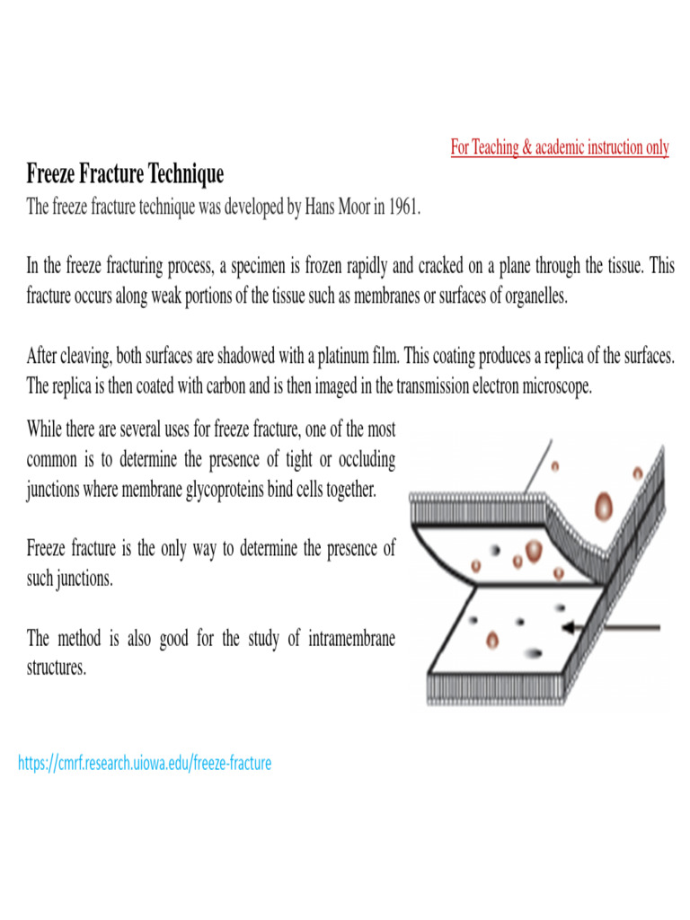 Freeze Fracture Technique Overview | PDF | Electron Microscope ...