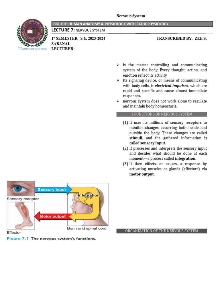 Nervous System | Download Free PDF | Neuron | Action Potential