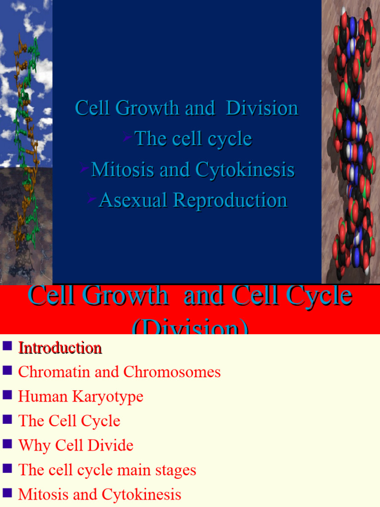 Cell Cycle and Mitosis | PDF | Mitosis | Chromosome
