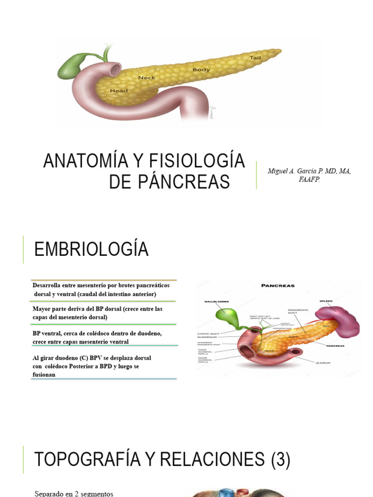 Anatomia y Fisiologia Del Páncreas | PDF | Páncreas | Insulina