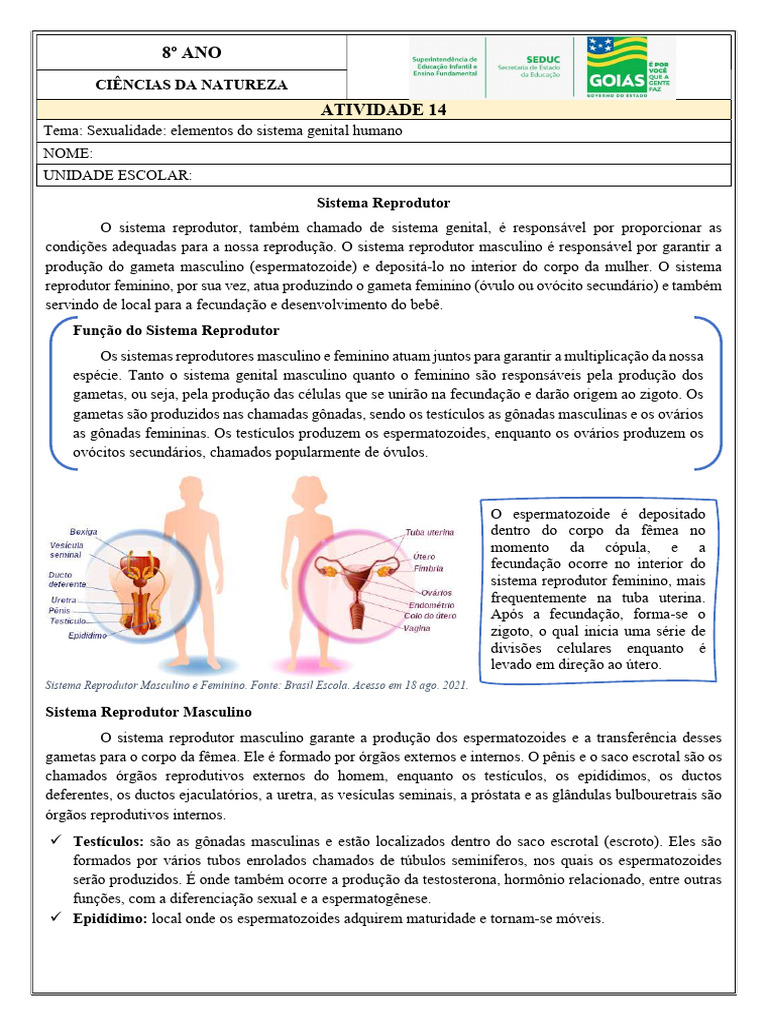 Atividade 14 8o Ano CIE Sistema Genital | PDF | Sistema reprodutivo | Vagina