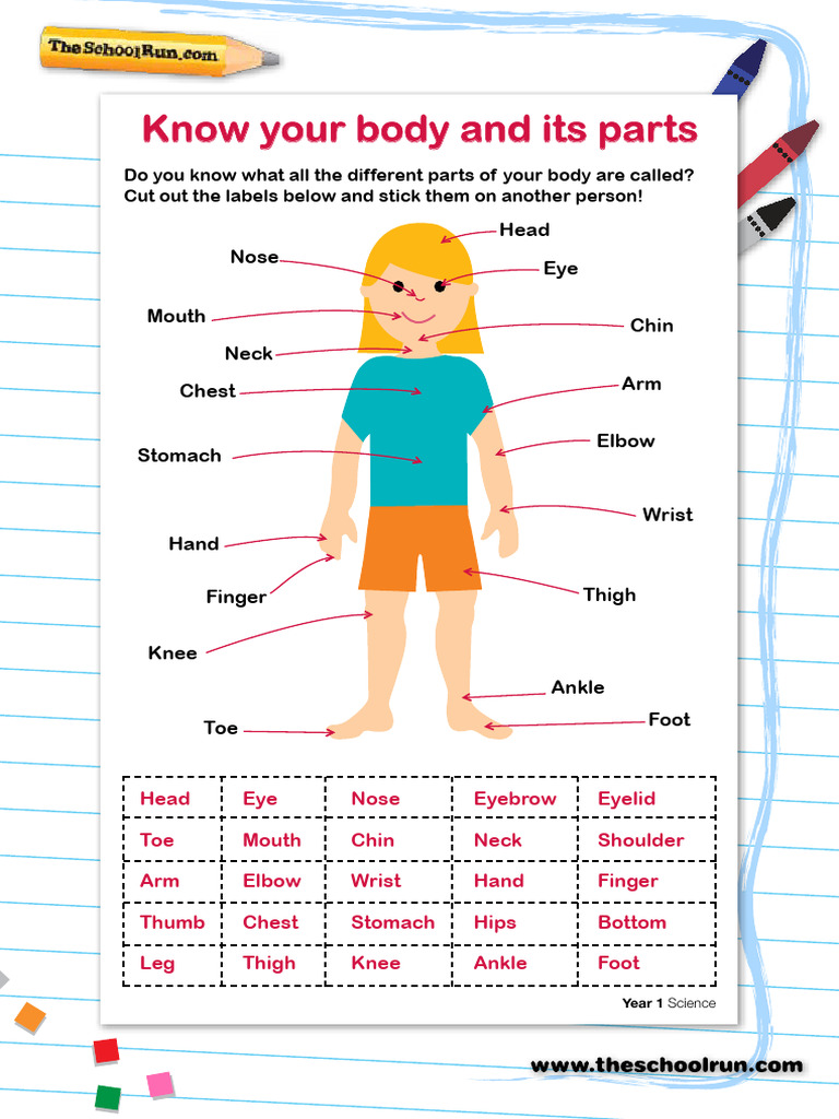 Know Your Body and Its Parts | PDF