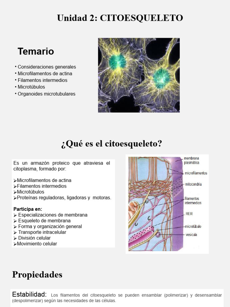 Estructura y Funciones del Citoesqueleto | PDF | Microtúbulos | Actina