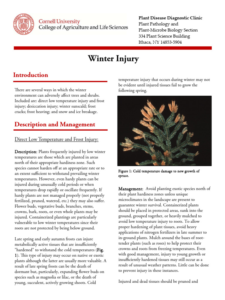 Winter Injury in Trees and Shrubs | PDF | Trees | Frost