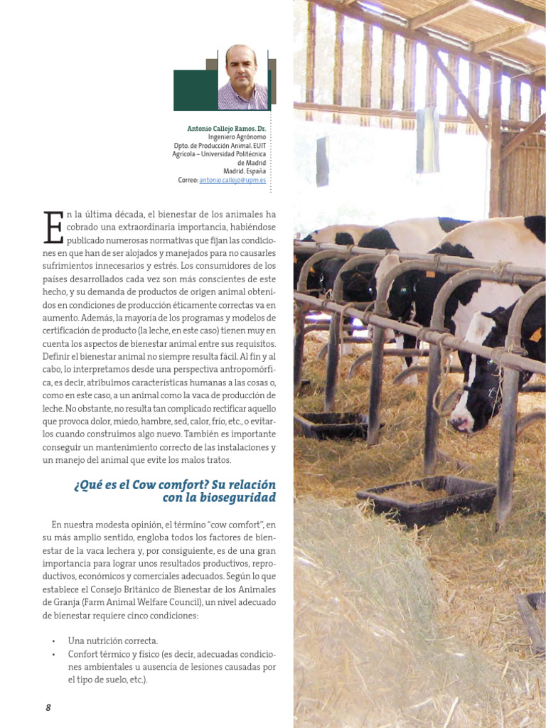 Artigo Cow Confort - Callejo | PDF | Vacas | Estrés (biología)