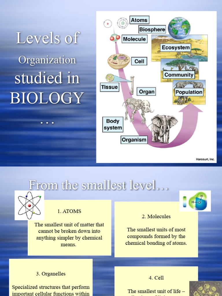 Biology Levels of Organization | PDF | Organisms | Cell (Biology)