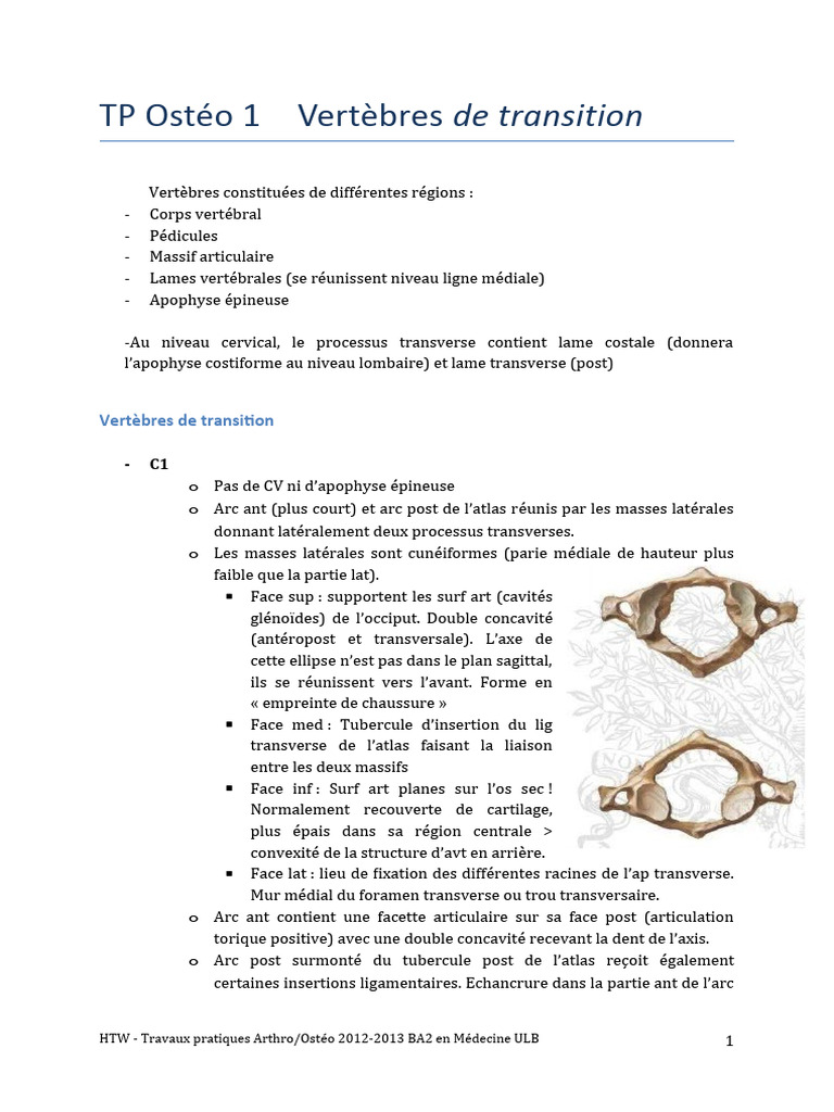 Vertèbres de transition et processus associés | PDF | Vertèbre ...