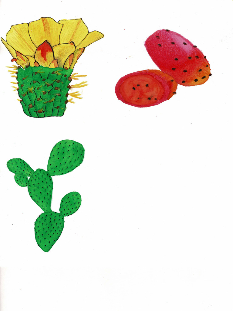 Cactus | PDF