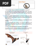 Chiroptera | PDF | Murciélago | Zoología