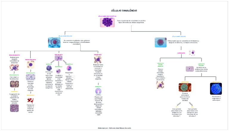 Esquema de Celulas Contadas Con Sus Caracteristicas y Patologias (Fyhorela Bueno Inocen ...