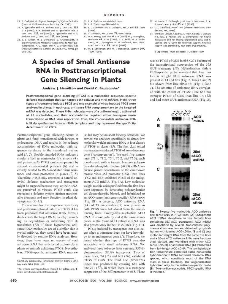 A Species of Small Antisense RNA in Posttranscriptional Gene Silencing ...