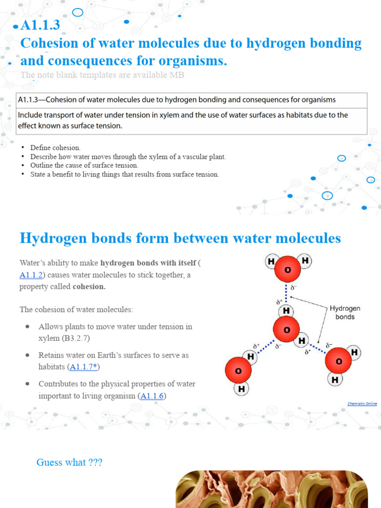 A1.1.3 Cohesion of Water Molecules Due To Hydrogen Bonding and ...