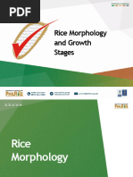 1 Morphology of The Rice Plant | PDF | Rice | Plants