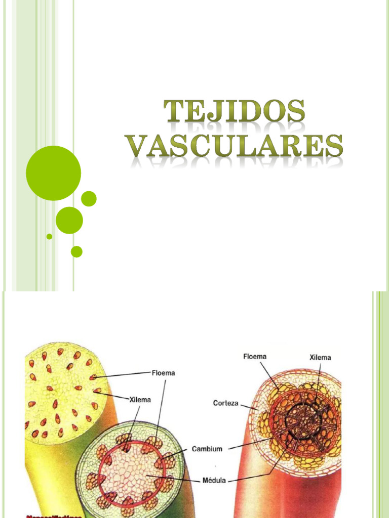 Tejidos - Vasculares y Secretores | Descargar gratis PDF | Plantas | Ramas de la botánica