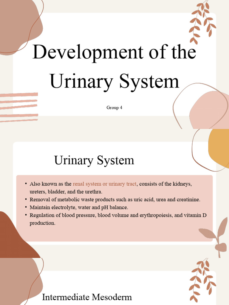 Development of The Urinary System | PDF | Kidney | Urinary System