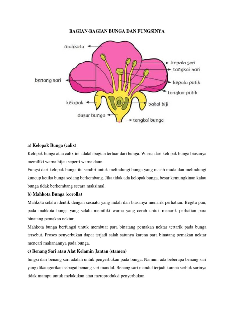 Bagian Bunga dan Fungsinya | PDF | Pengembangan Diri | Sains & Matematika