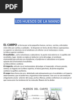 Anatomía de las Falanges en Veterinaria | PDF | Sistema esquelético ...