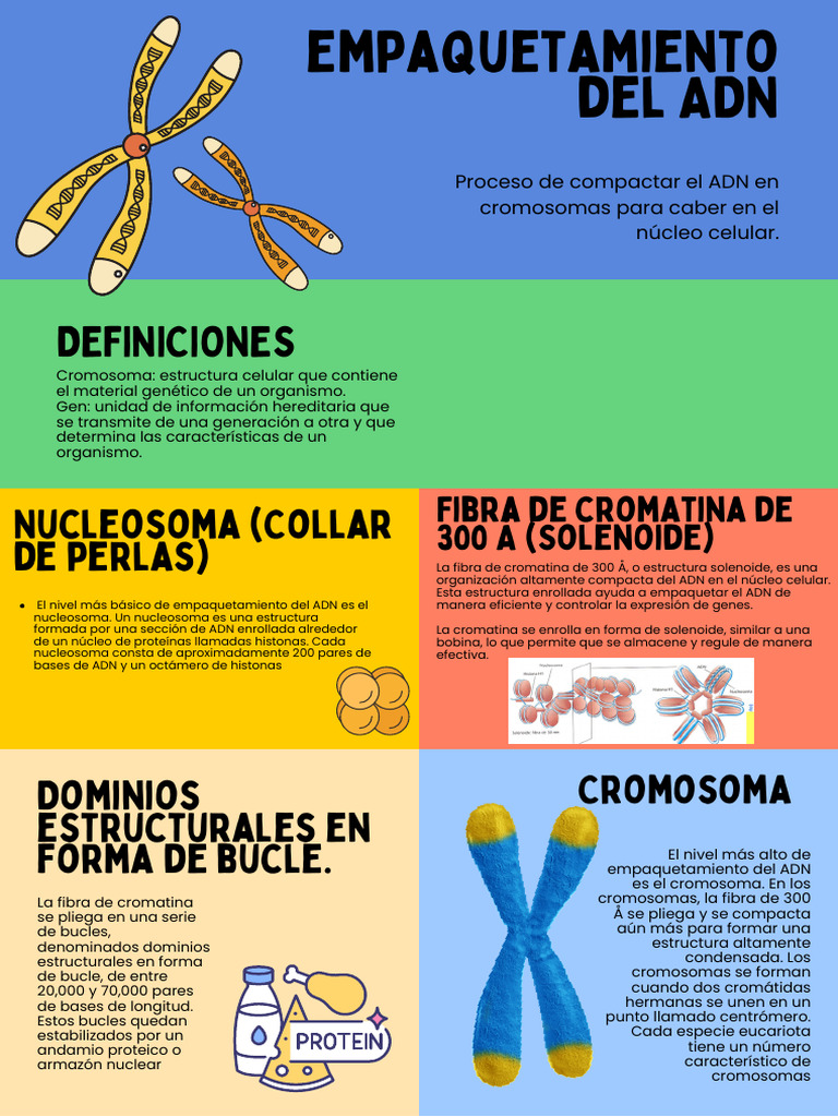 empaquetamiento_del_ADN(2) | PDF | Cromosoma | Cromatina
