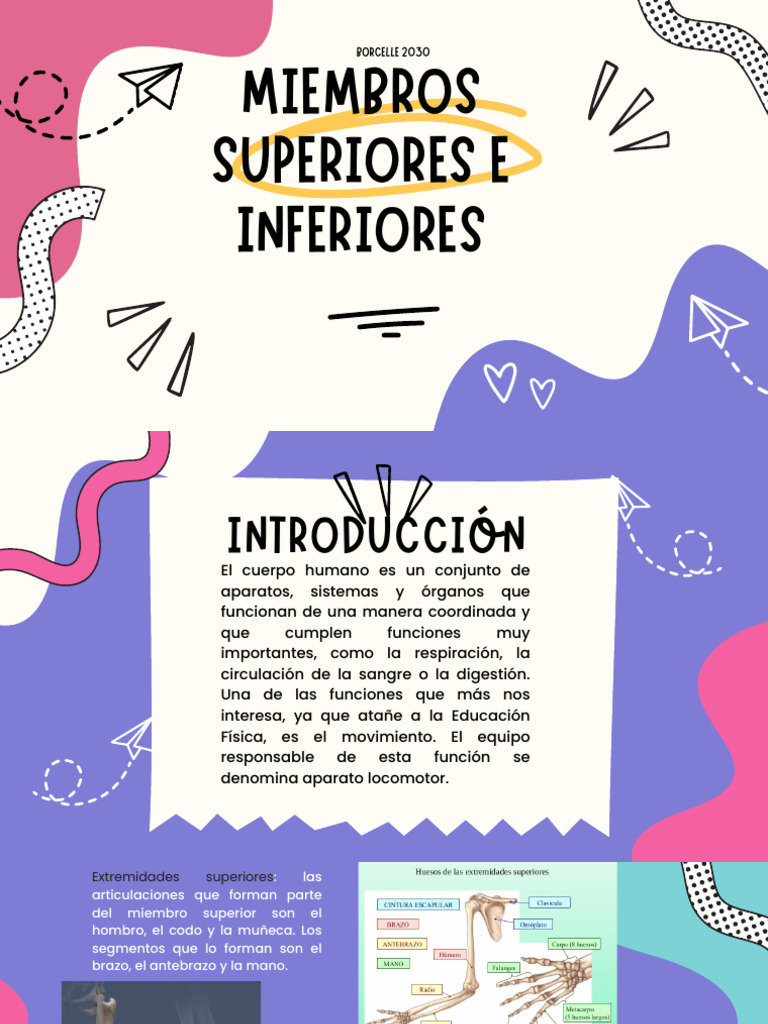 Miembros Superiores e Inferiores 1 | PDF | Sistema musculoesquelético ...