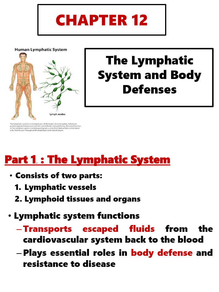 Chapter 12 Lymphatics | PDF | Lymphatic System | Lymph Node