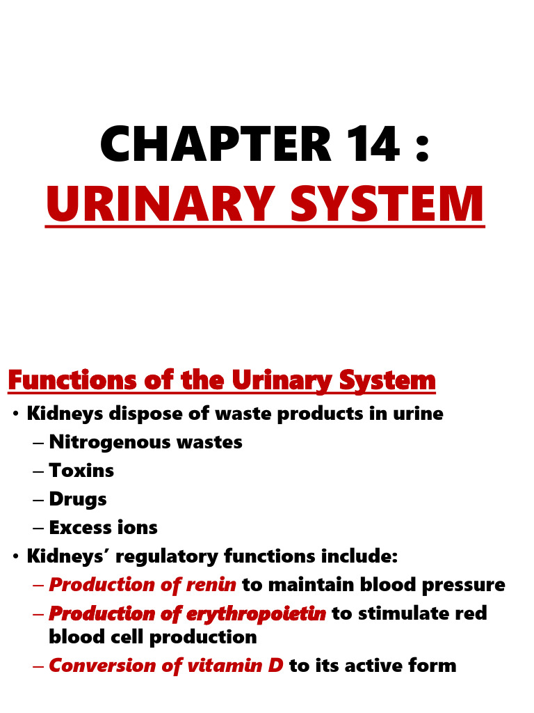 Chapter 14 Urinary System | PDF | Kidney | Genitourinary System