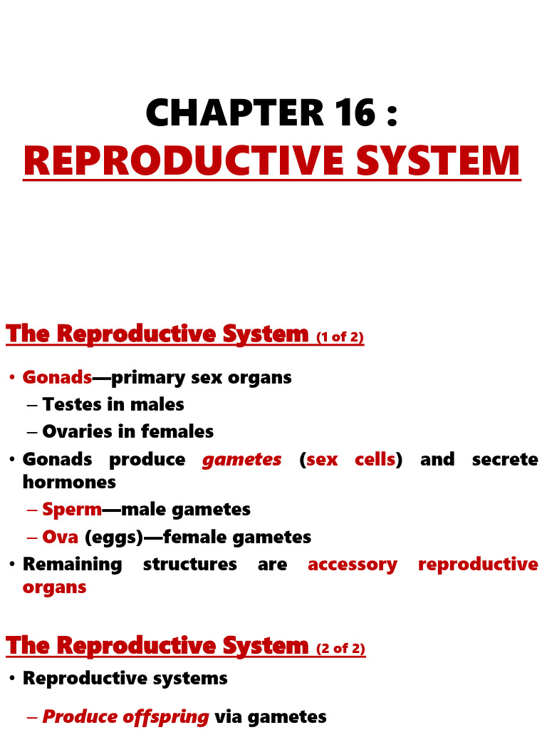 Chapter 16 Reproductive System | PDF