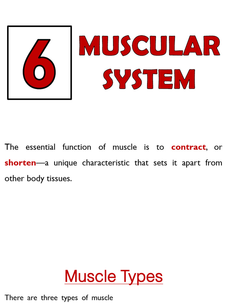 Chapter 6 MUSCULAR SYSTEM | PDF