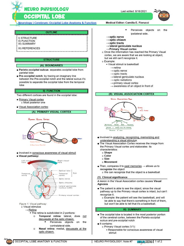 Cerebrum Occipital Lobe Anatomy Function Atf Pdf Occipital Lobe