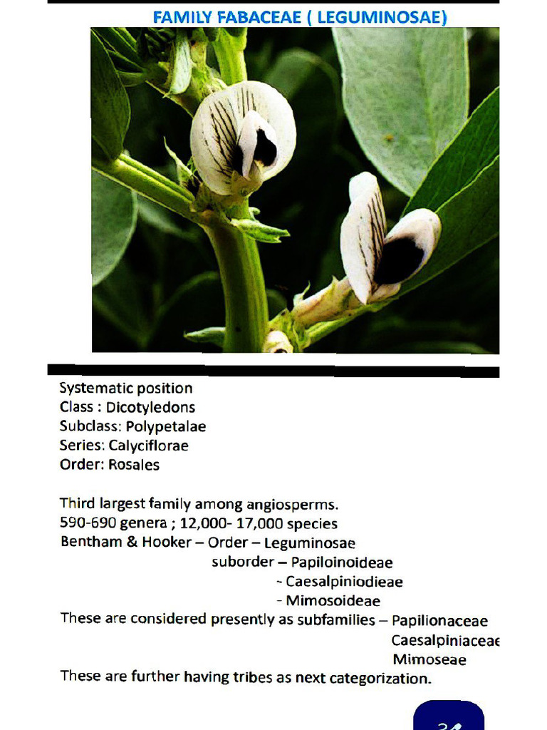 Botany Project | PDF
