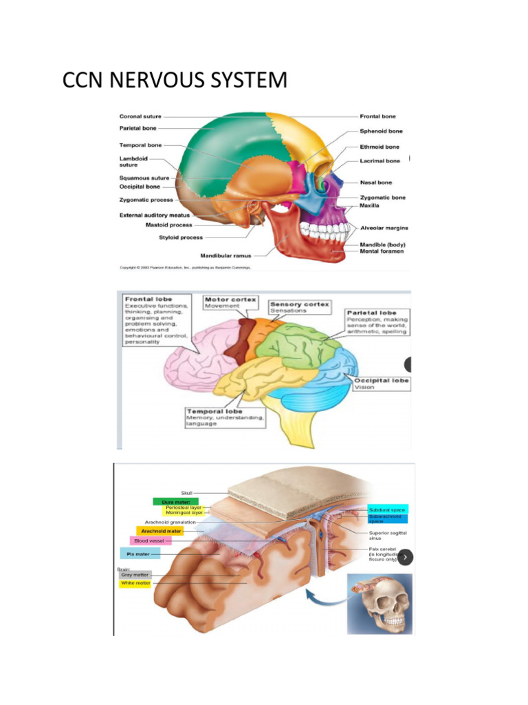 CCN NERVOUS SYSTEM | PDF | Central Nervous System | Motor Neuron