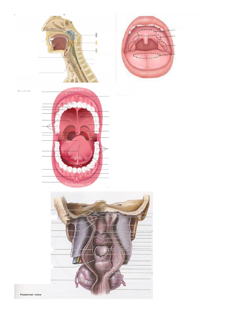 Anat Nasoorofarinf | PDF