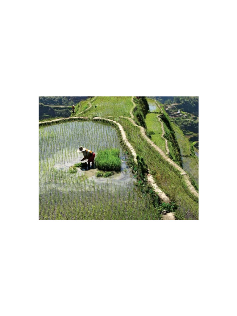 Ifugao - Rice Terraces, Philippines, Indigenous - Britannica | PDF