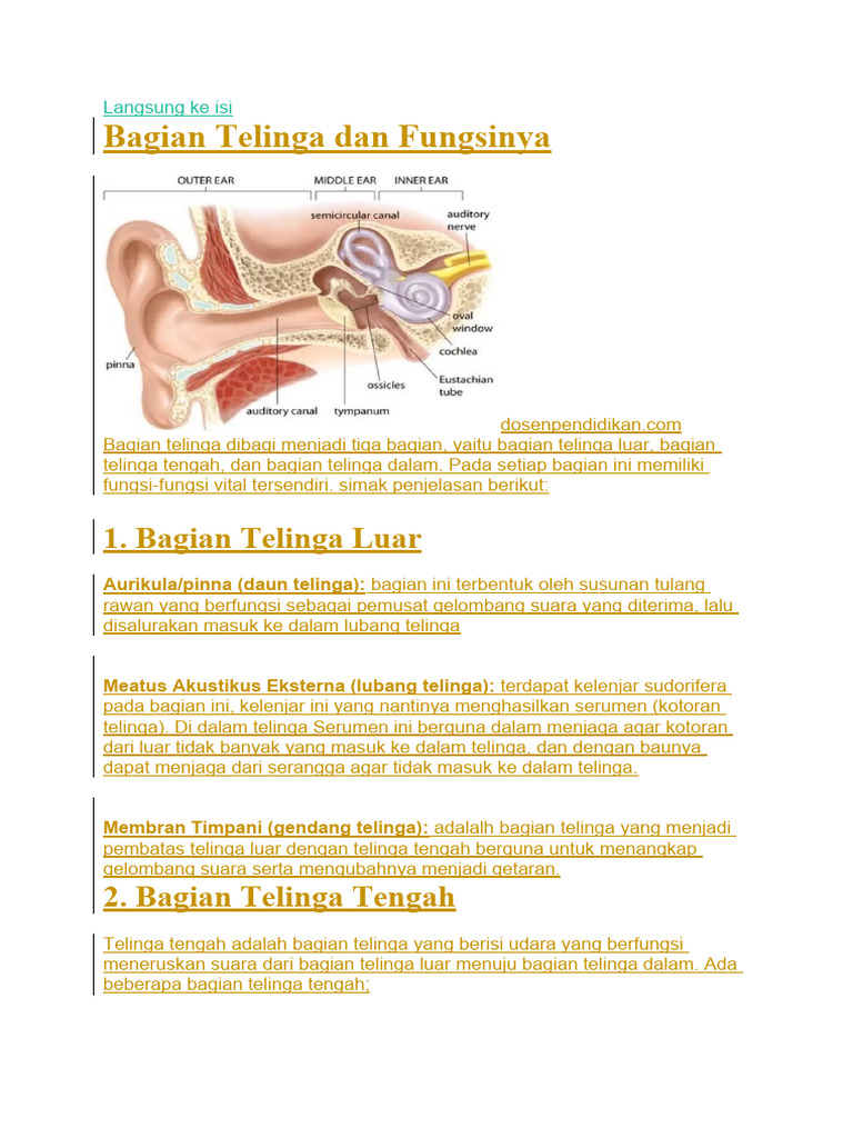 Bagian Bagian Telinga | PDF | Sains & Matematika