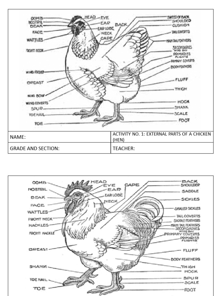 Activities For Chicken | PDF | Home | Foods