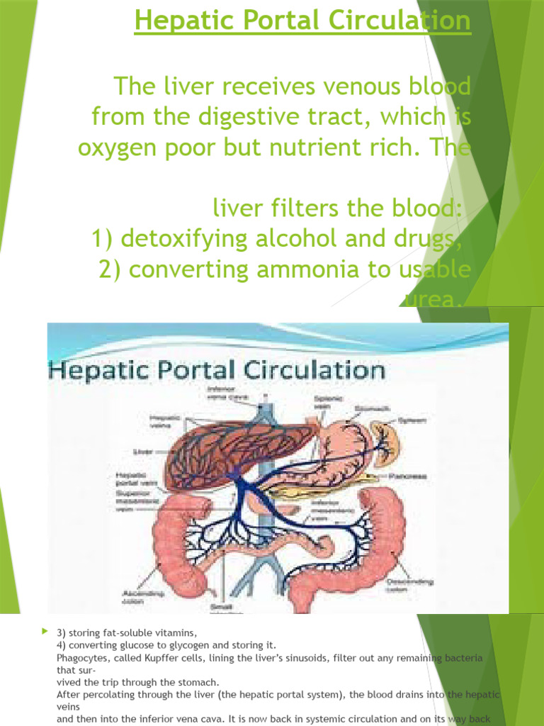 Hepatic and Fetal Circulation Guide | PDF | Wellness | Science & Mathematics
