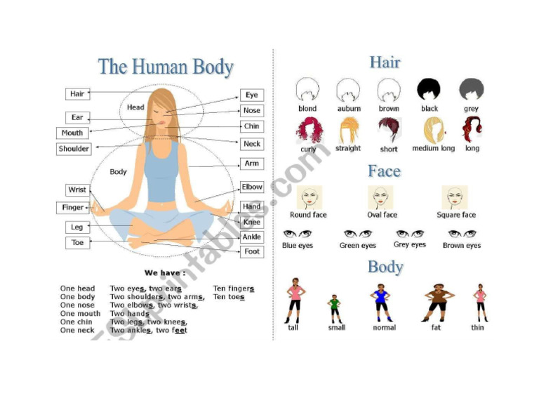 Human Body | PDF