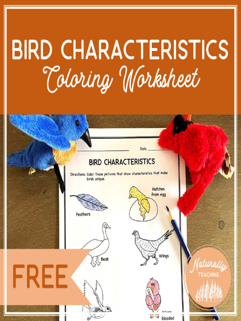 Coloring Worksheet: Bird Characteristics | Download Free PDF | Birds